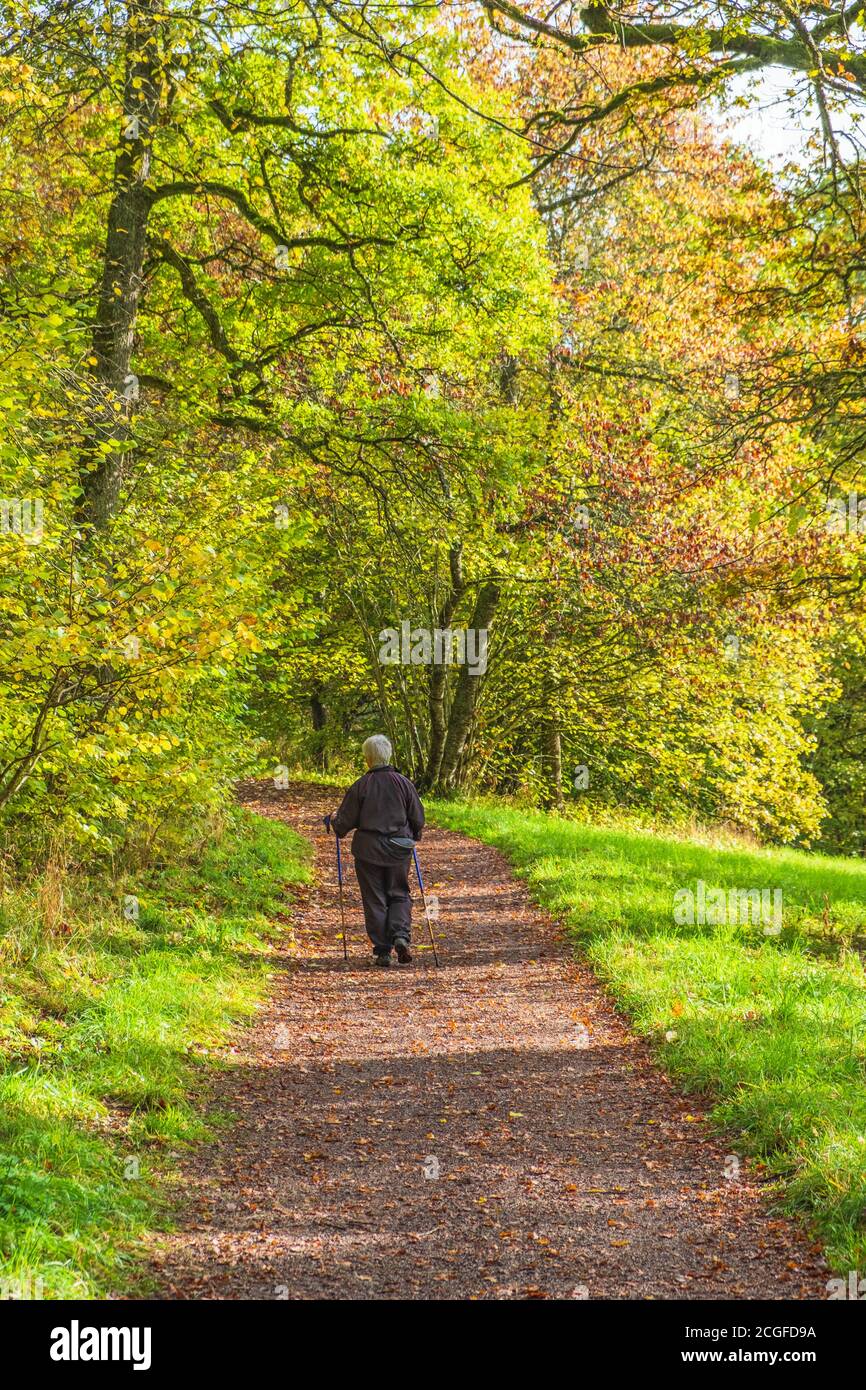 Elderly woman walking on a footpath in a autumn forest Stock Photo - Alamy