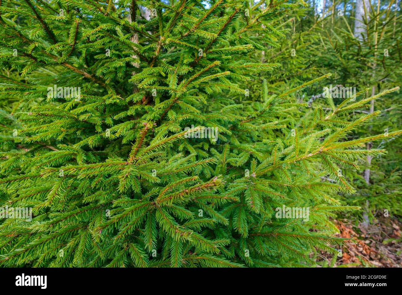 Spruce needles on the branches Stock Photo - Alamy