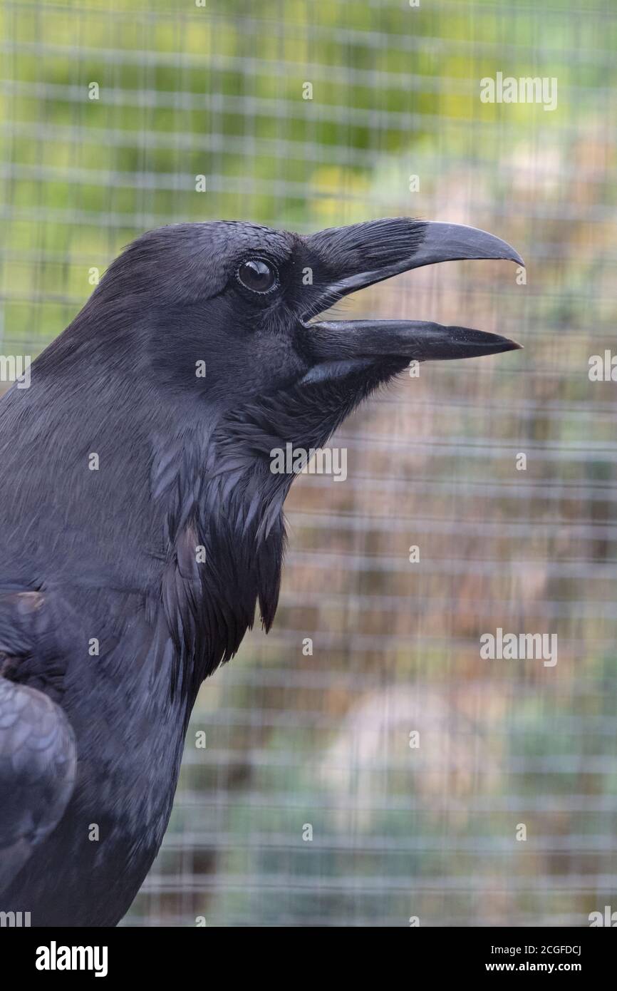 Common Raven Corvus Corax Landing High Resolution Stock Photography and ...