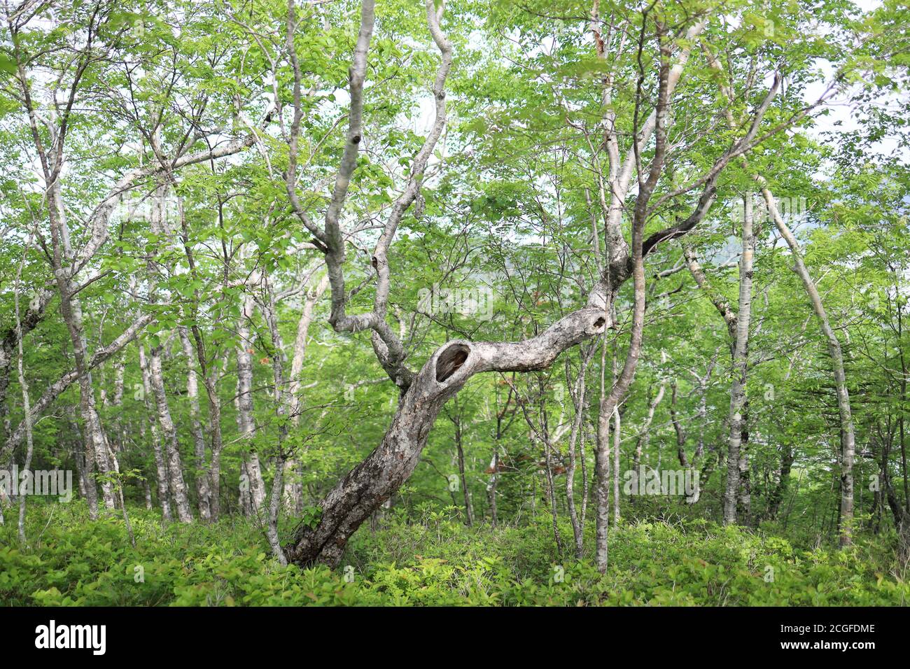 Higashi village hi-res stock photography and images - Alamy