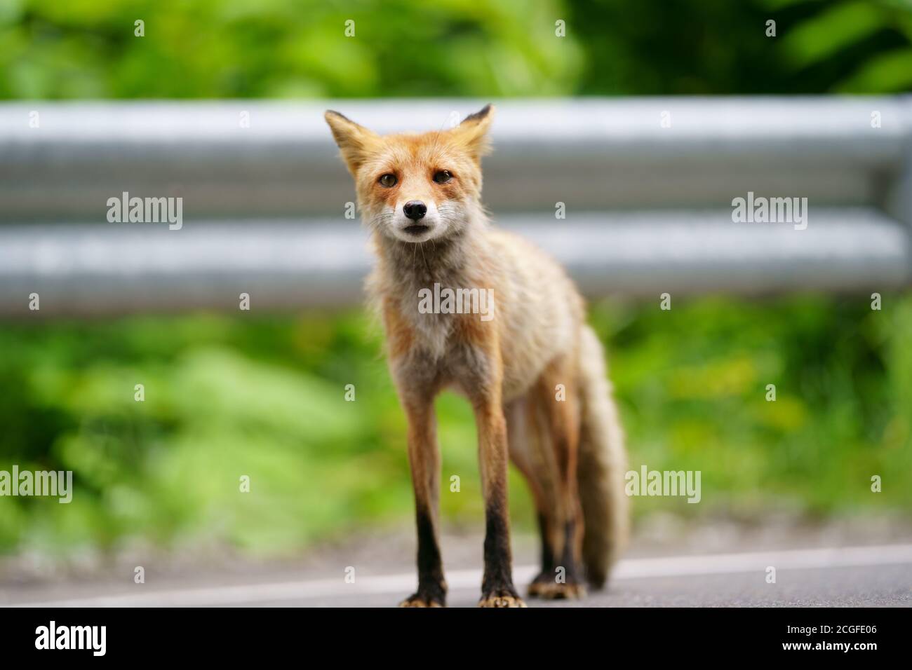 Ezo Red Fox Stock Photo - Alamy