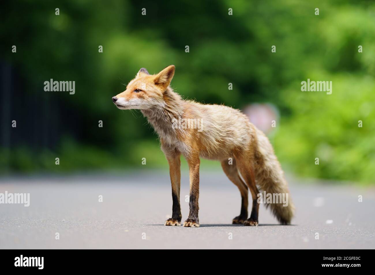 Ezo Red Fox Stock Photo - Alamy