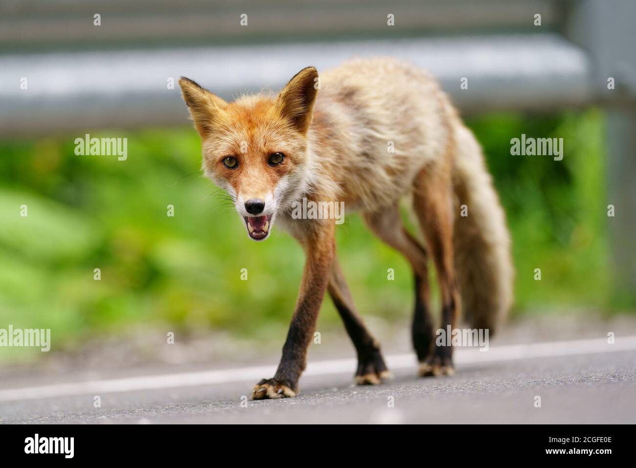 Ezo Red Fox Stock Photo - Alamy