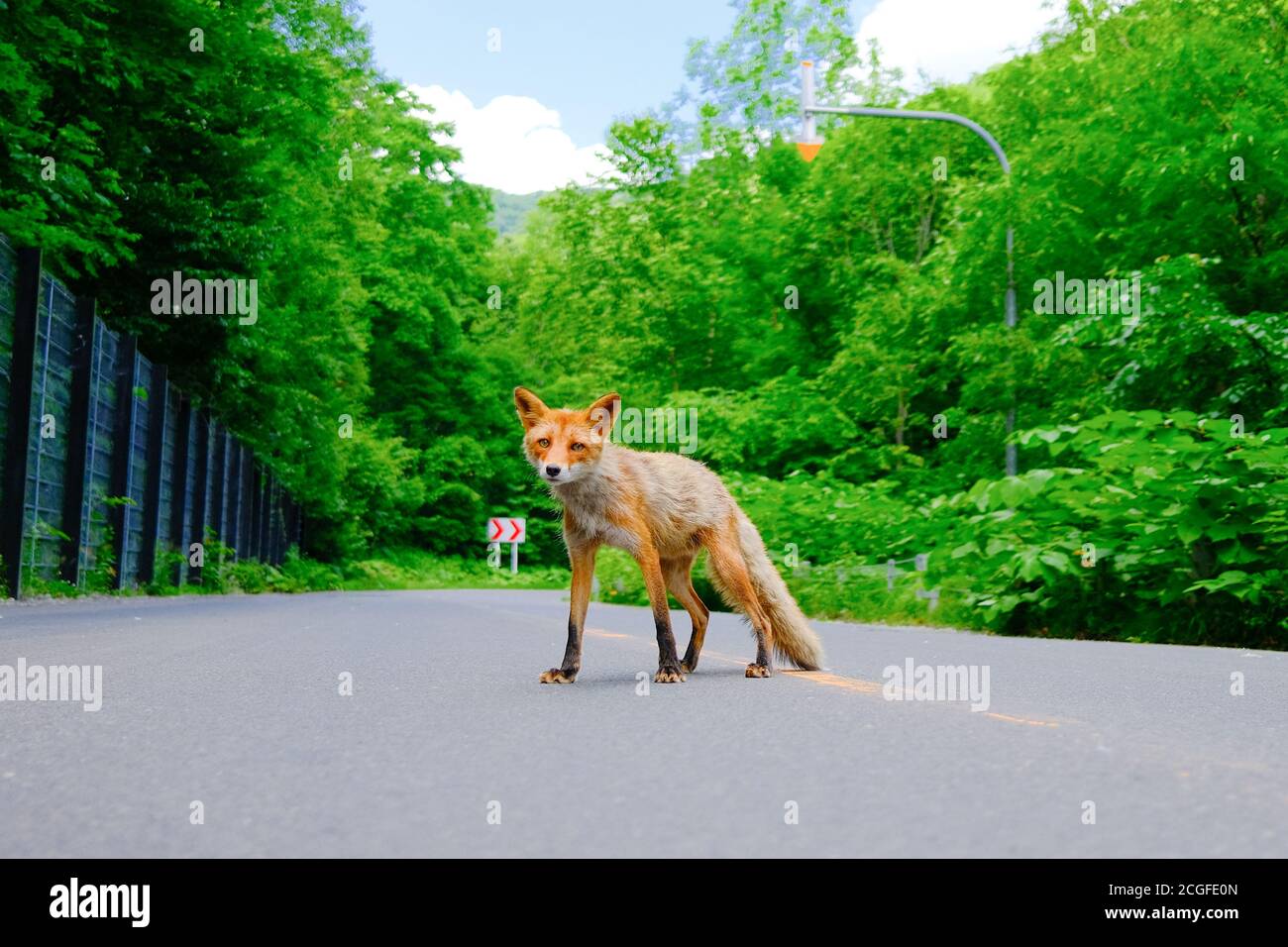 Hokkaido red fox japan hi-res stock photography and images - Alamy