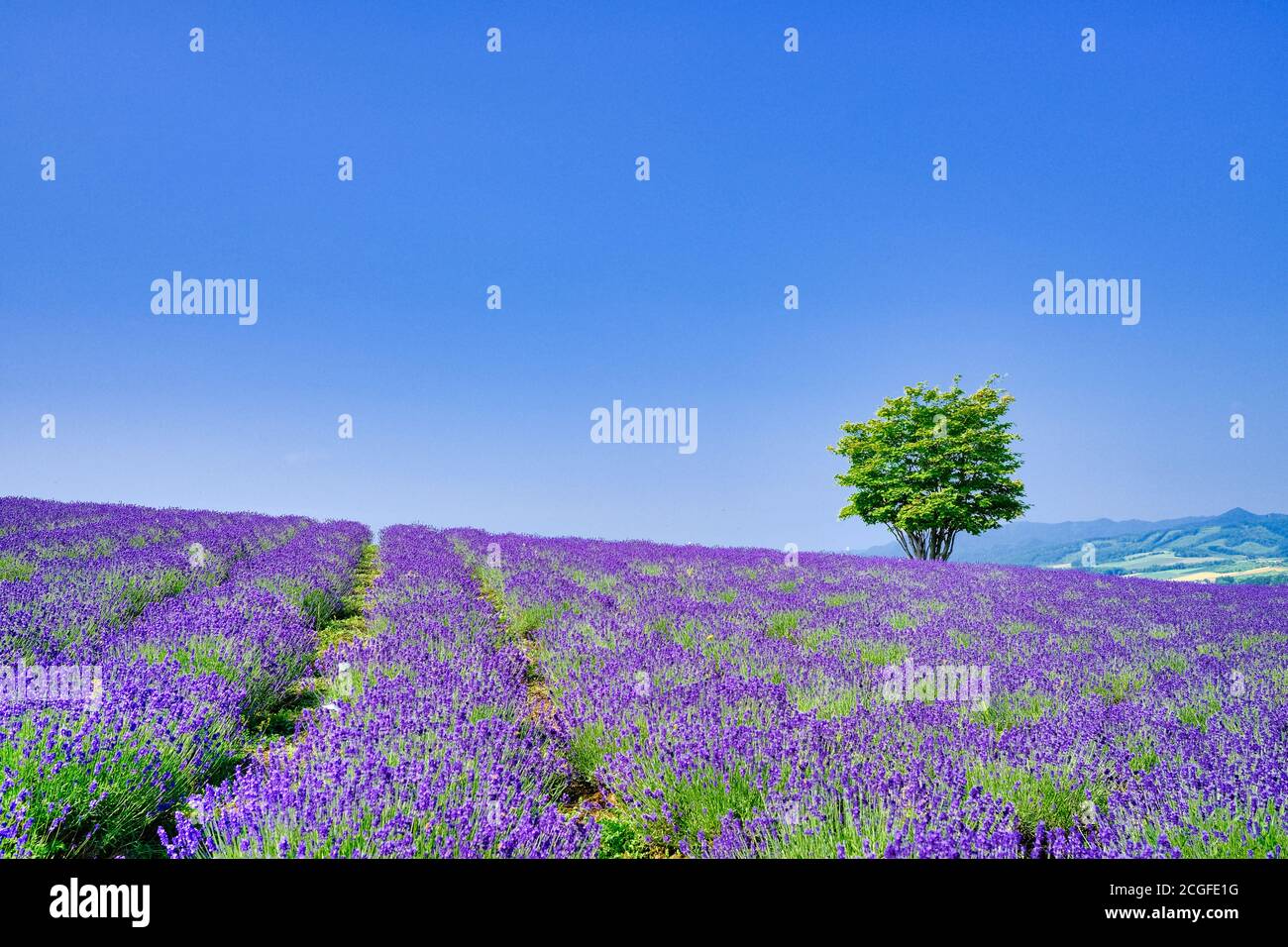 Lavender Field and Tree Stock Photo - Alamy