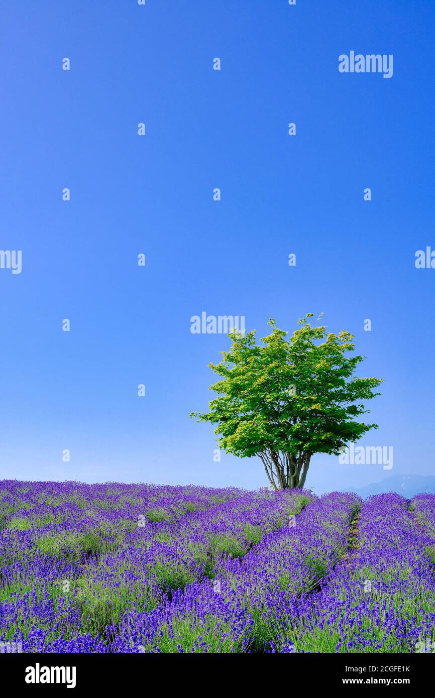 Lavender Field and Tree Stock Photo - Alamy