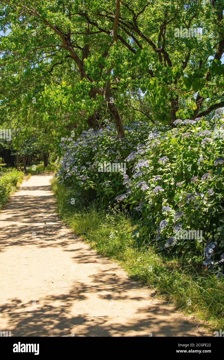 Hydrangea japan forest hi-res stock photography and images - Alamy