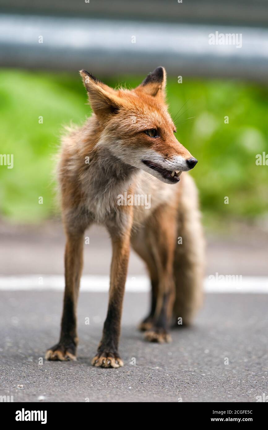 Ezo Red Fox Stock Photo - Alamy