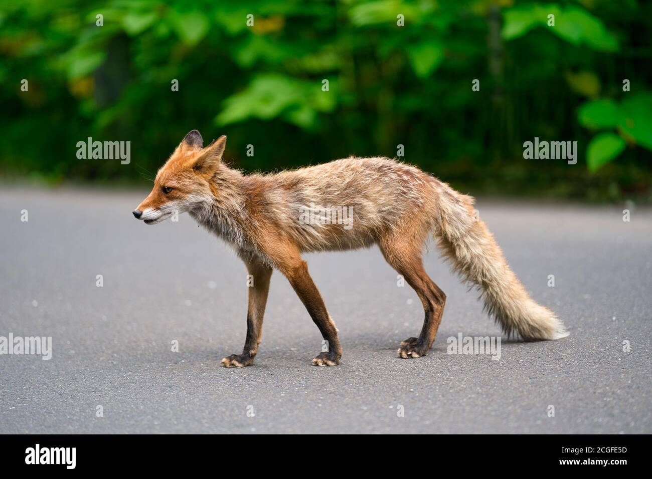 Ezo Red Fox Stock Photo - Alamy