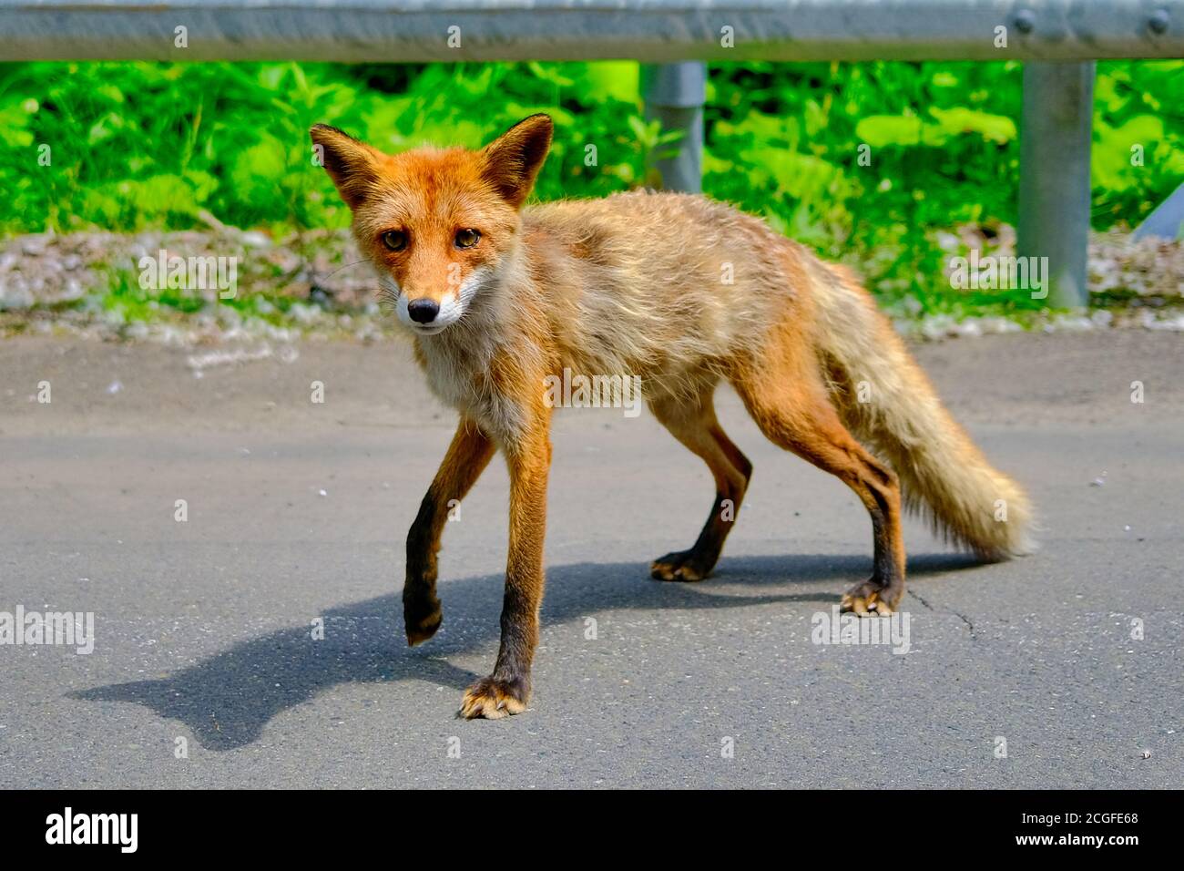 Ezo Red Fox Stock Photo - Alamy
