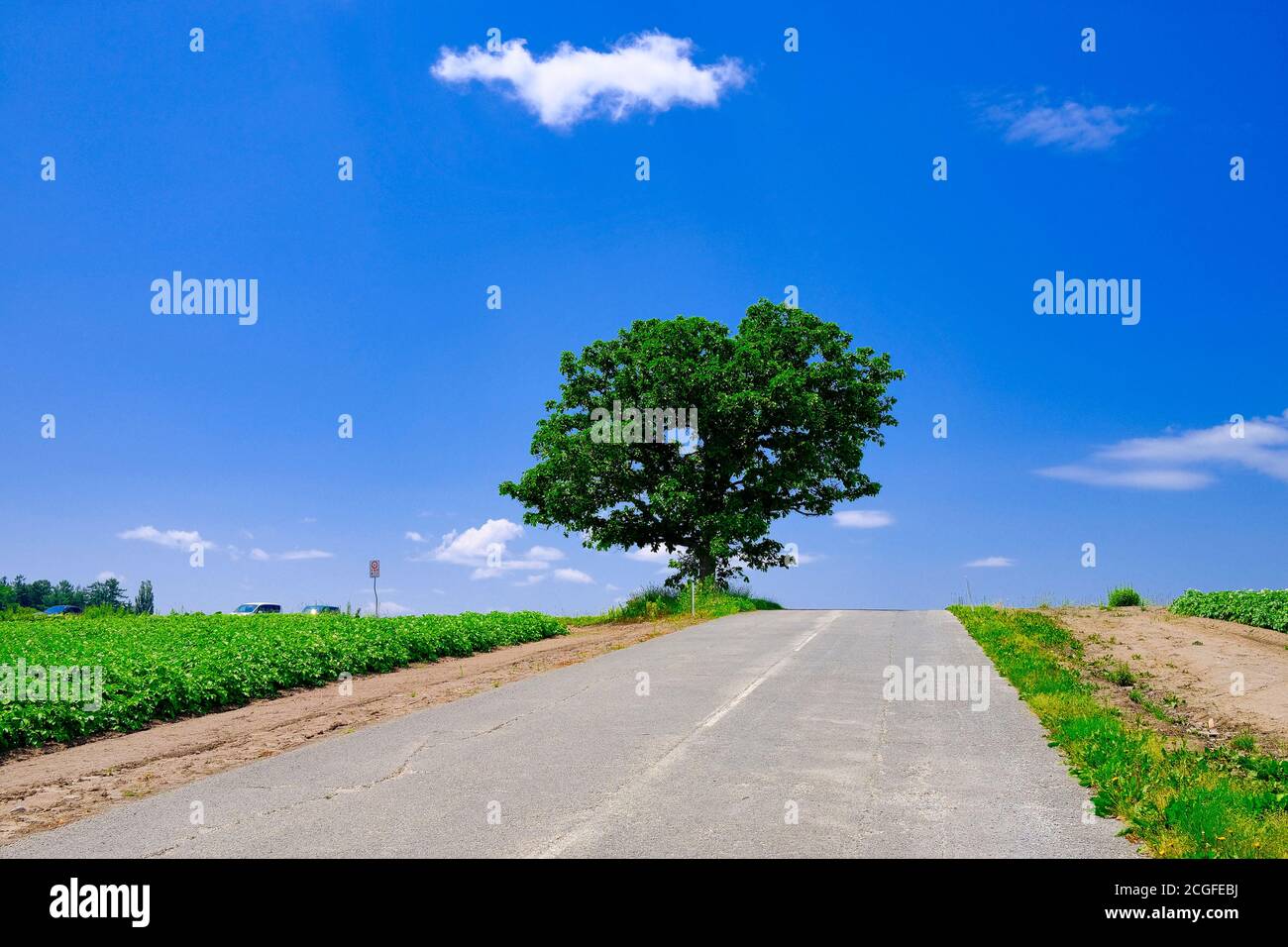 Seven Stars Tree, Hokkaido Prefecture, Japan Stock Photo - Alamy