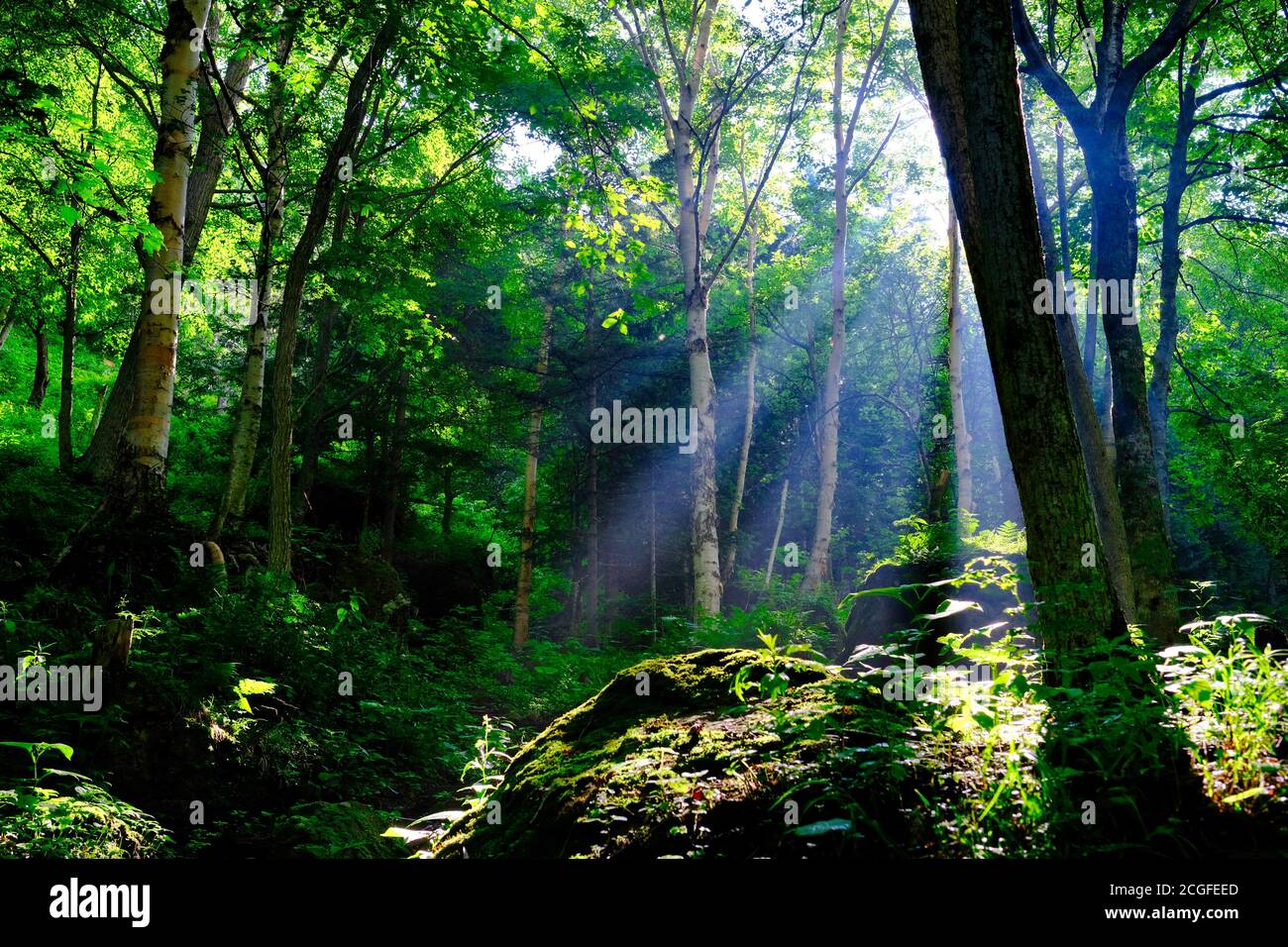 Shaft of Light in Forest Stock Photo - Alamy
