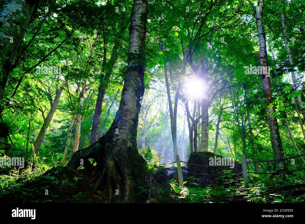 Shaft of Light in Forest Stock Photo - Alamy
