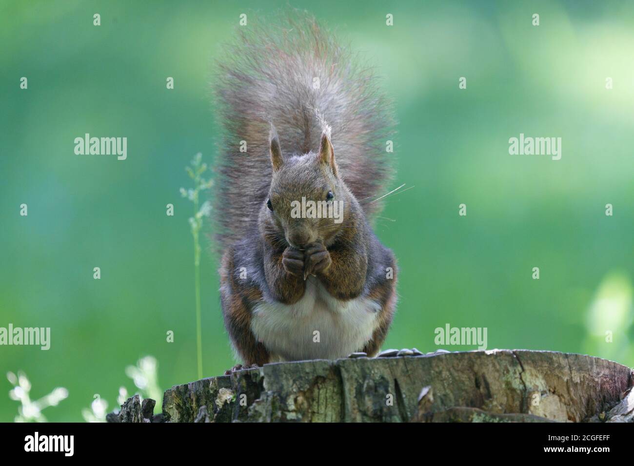 Squirrel on Stump Stock Photo - Alamy