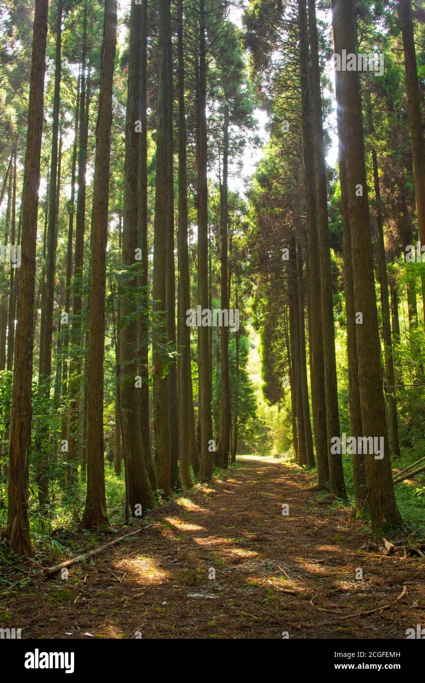 Stone‐Paved Road for Daimyo's Procession, Aso, Kumamoto Prefecture ...