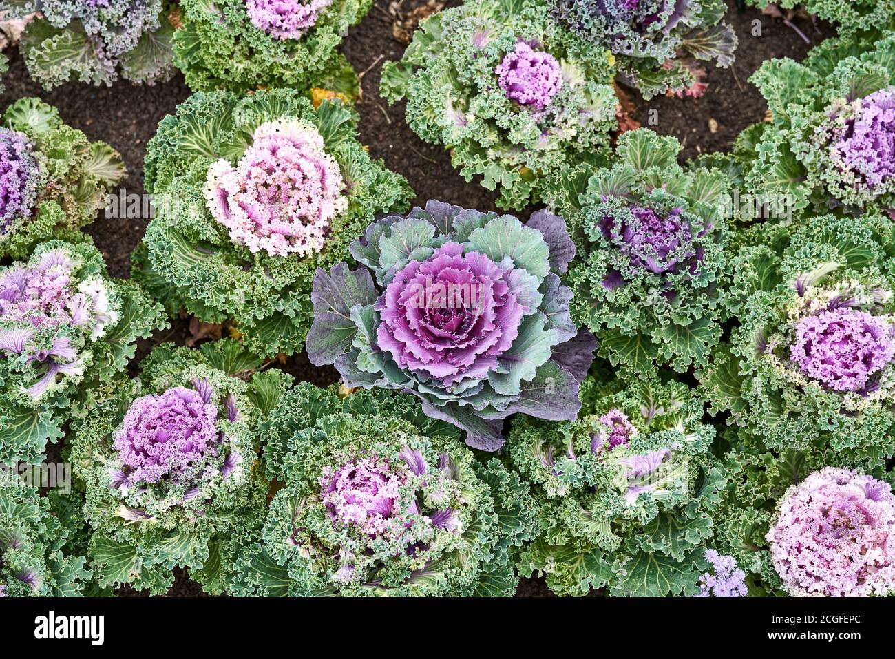 Ornamental cabbage winter hi-res stock photography and images - Alamy