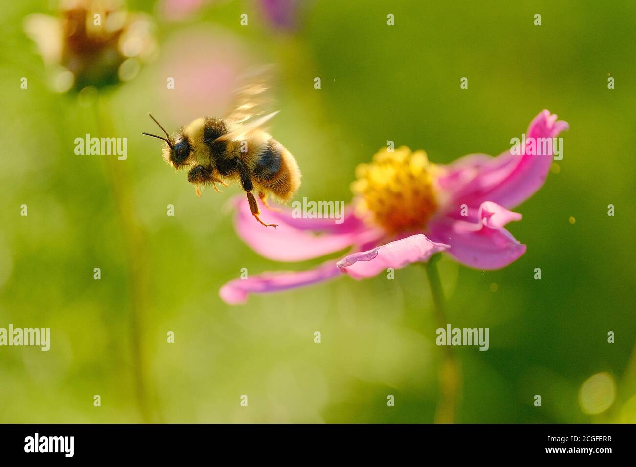 Bees and Cosmos Stock Photo - Alamy