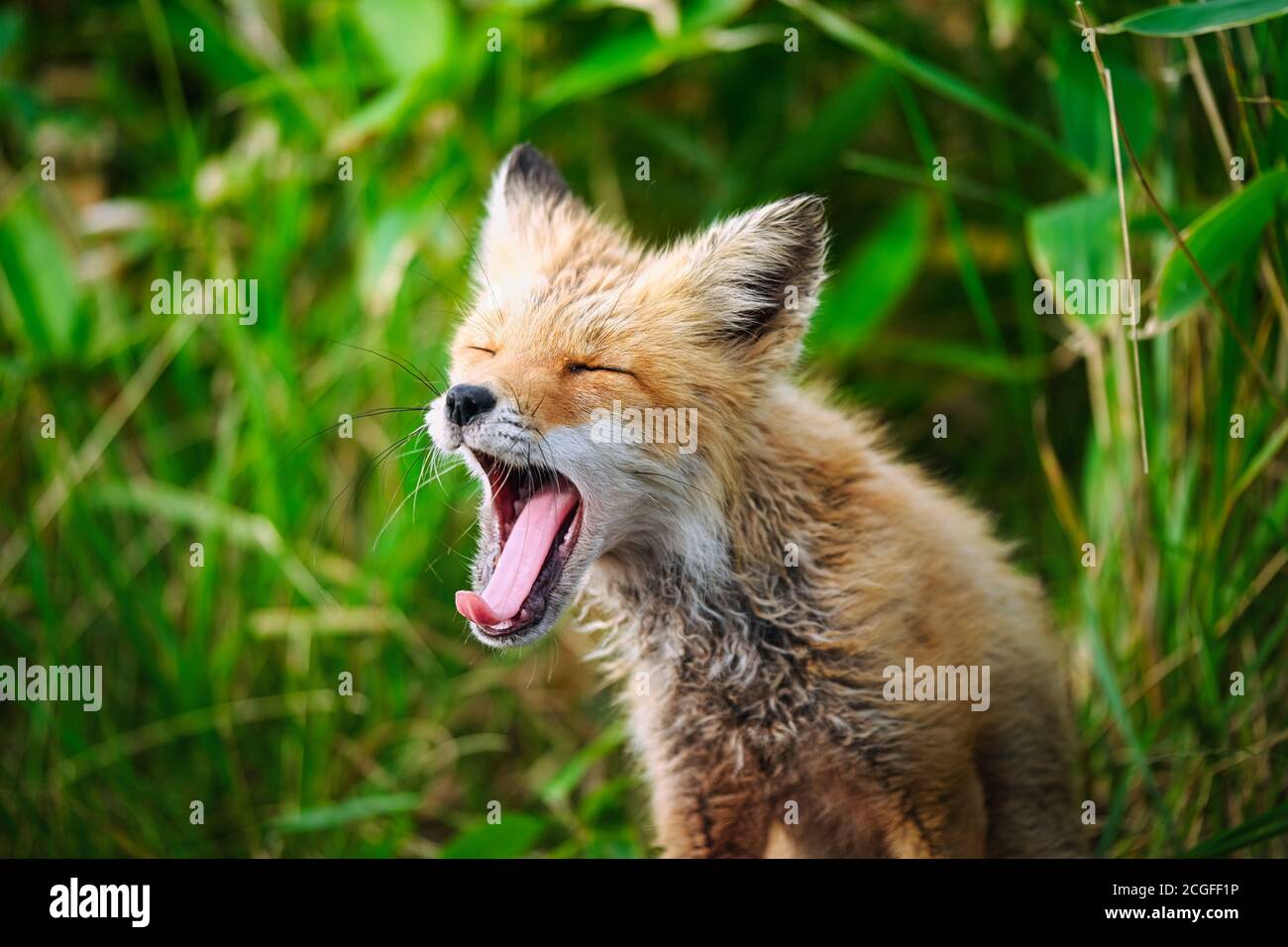 Ezo Red Fox Stock Photo - Alamy