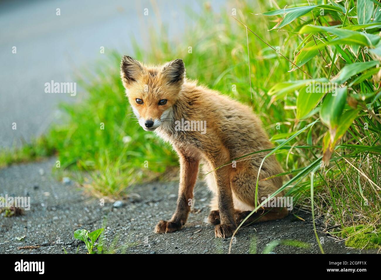 Ezo Red Fox Stock Photo - Alamy