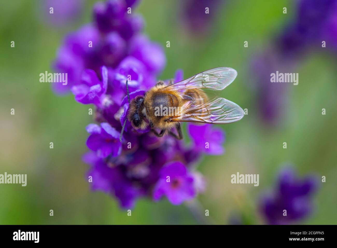 Honey Bee taking pollen from a Lavender plant in an English Garden ...