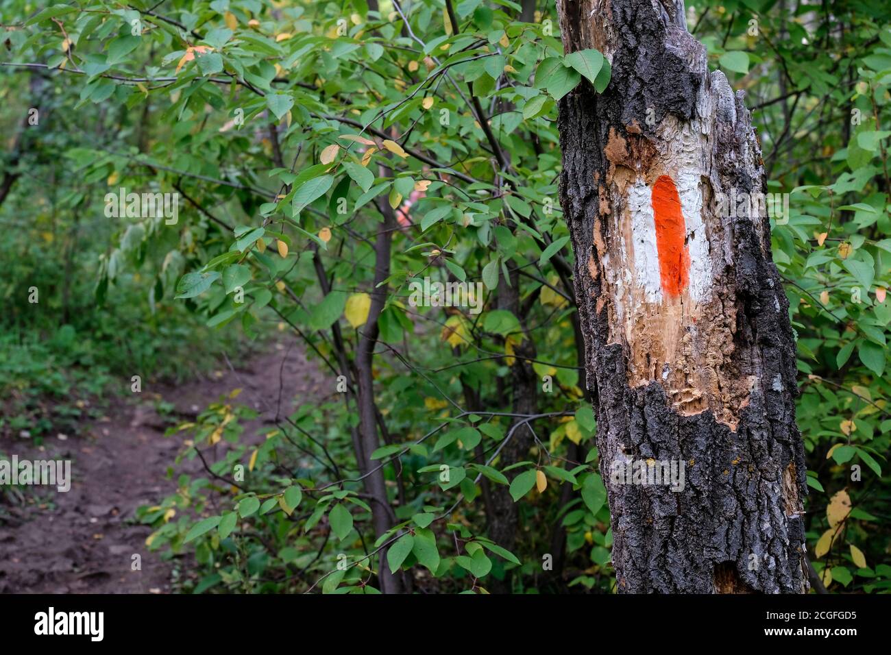 Mark on the tree trunk. Forest trail Stock Photo - Alamy