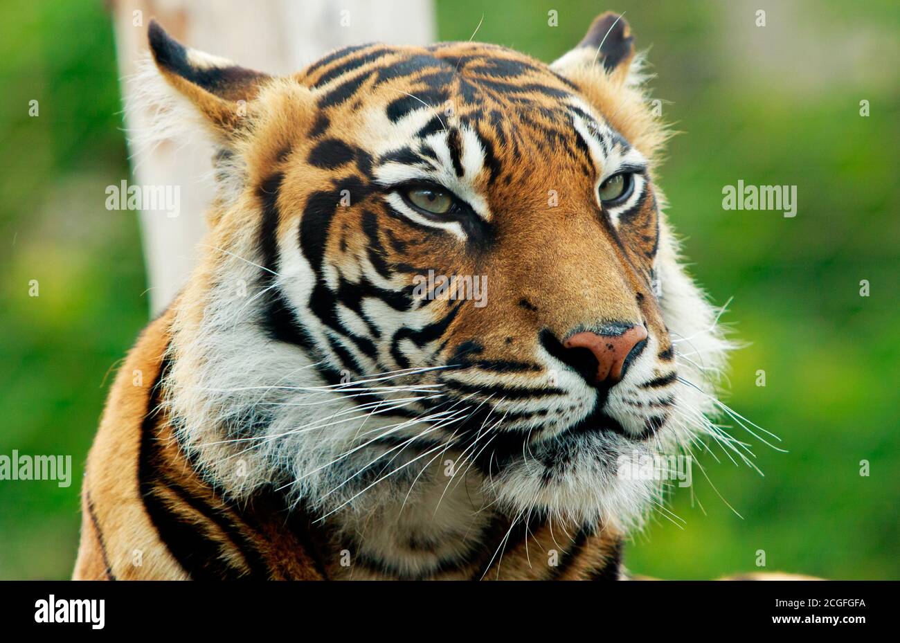 Full Framed Sumatran Tiger Head against a natural green background ...