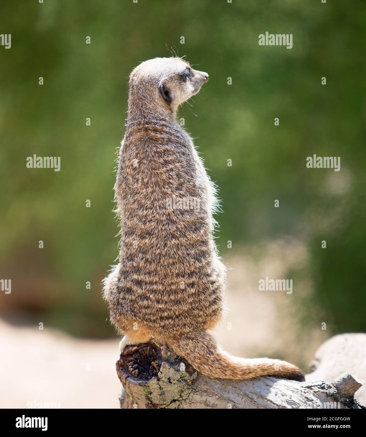 Rear View of a Meerkat on alert while resting on a wooden tree trunk ...