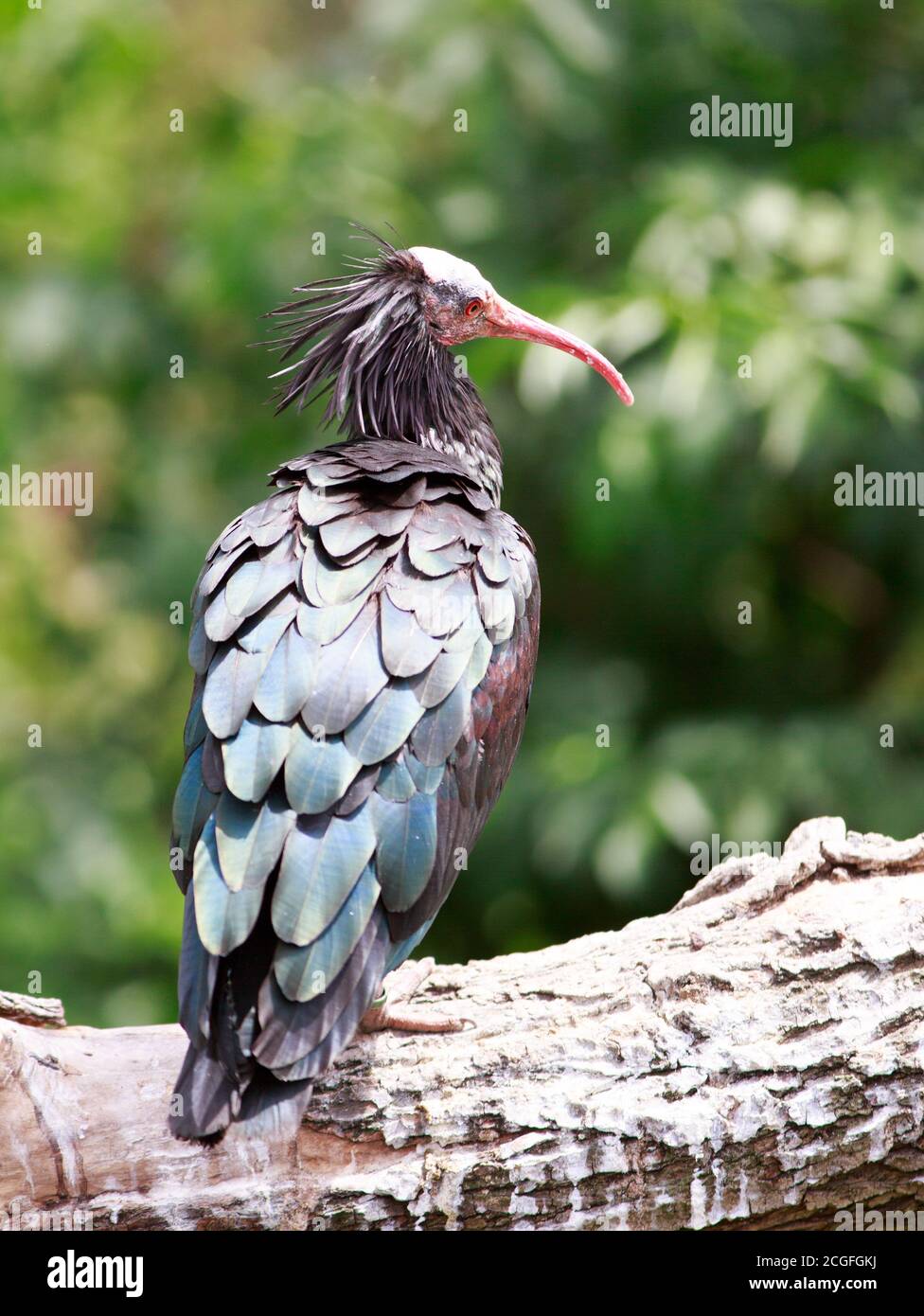 Red Billed Bird with patterned large plumage - Asian Ibis in the ...