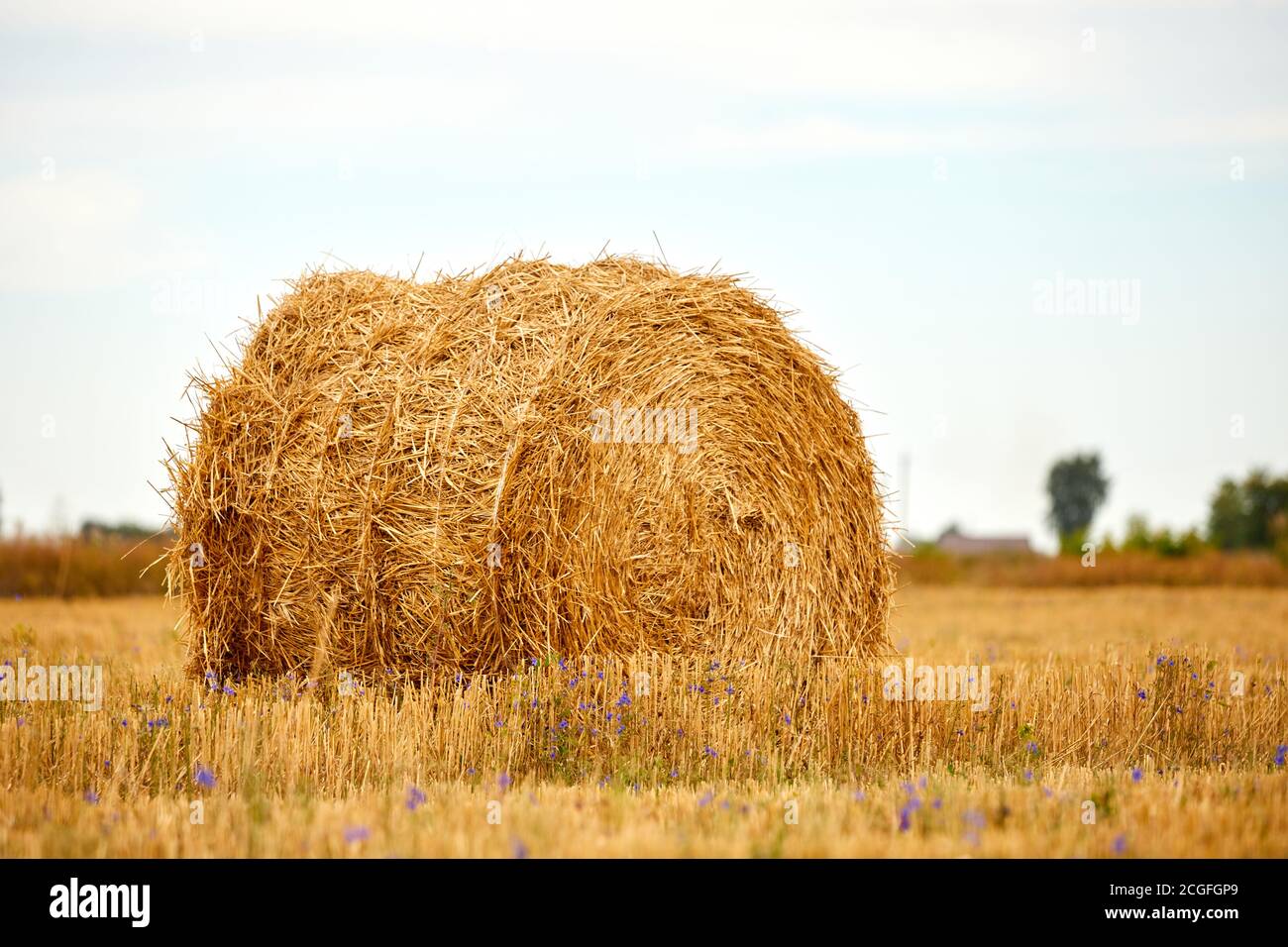 Bright yellow dry Rolls of haystacks on the summer field. Rural ...