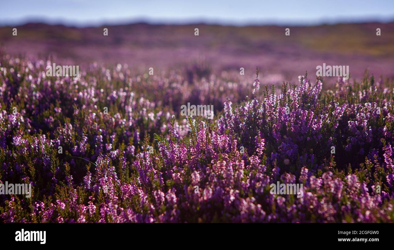 Heather plant closeup detail of blossom on Haworth Moor Stock Photo - Alamy