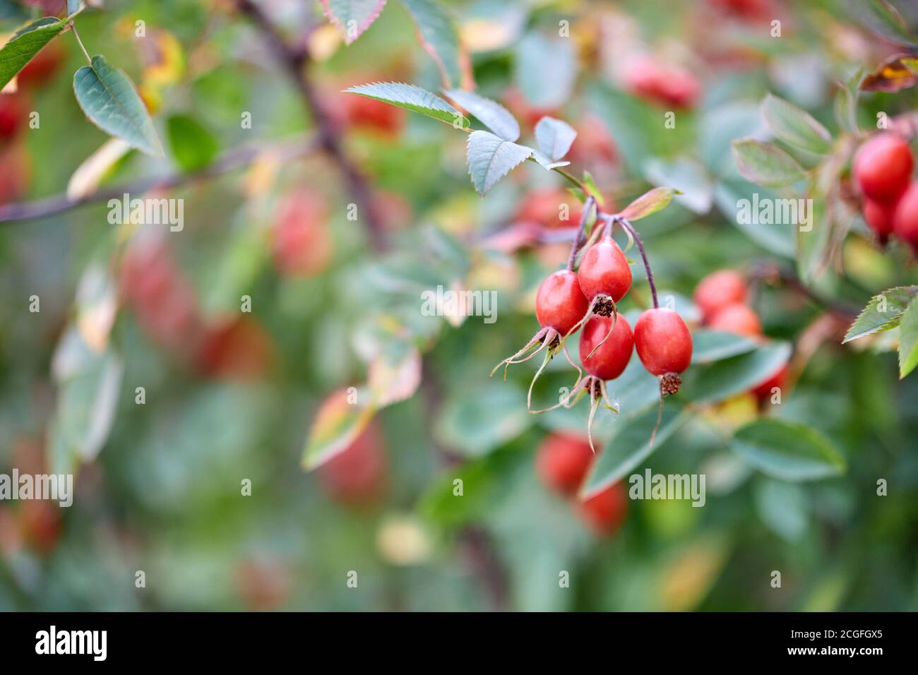 Closeup of dog-rose berries. Rose-hip fruit on the branch. Wild ...