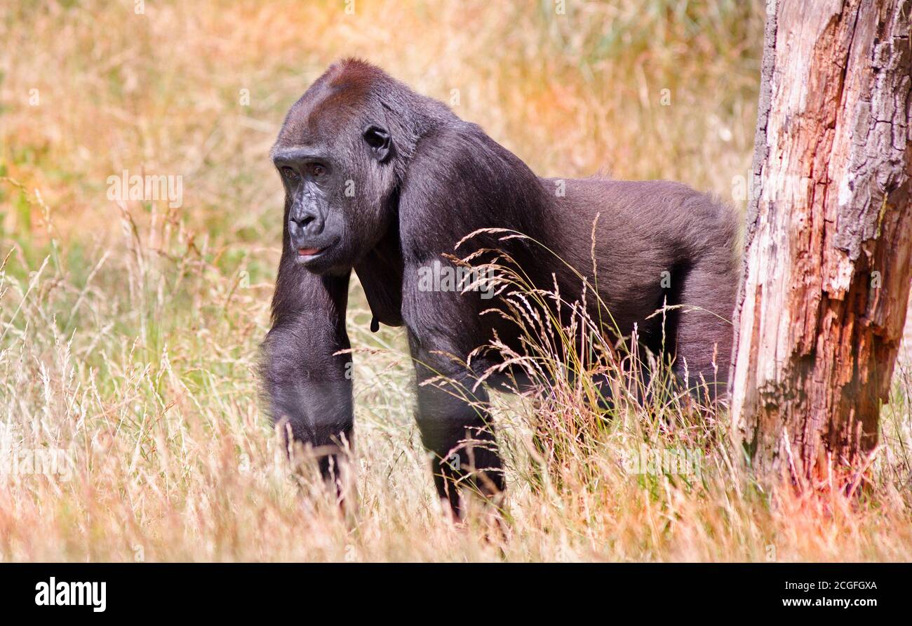 Dead gorilla hi-res stock photography and images - Alamy
