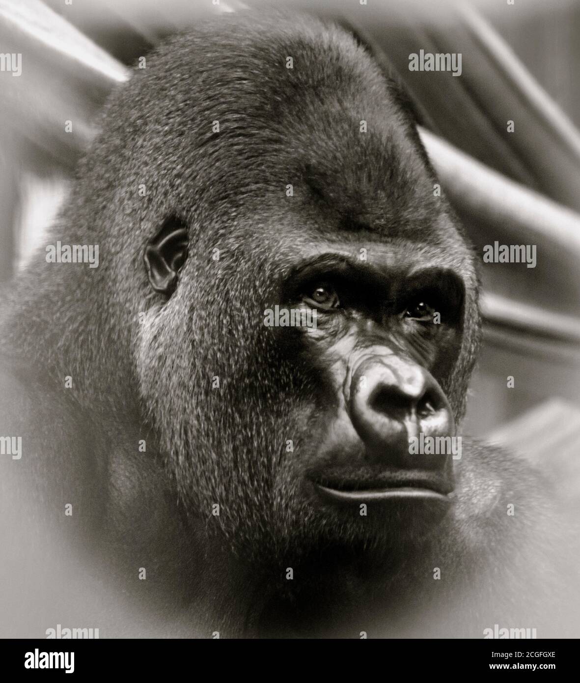 Kumbuka the Silverback Gorilla portrait in ZSL London Stock Photo - Alamy