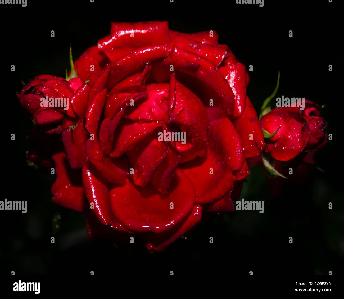 Beautiful close up of a red rose flower head. Dark, almost black ...