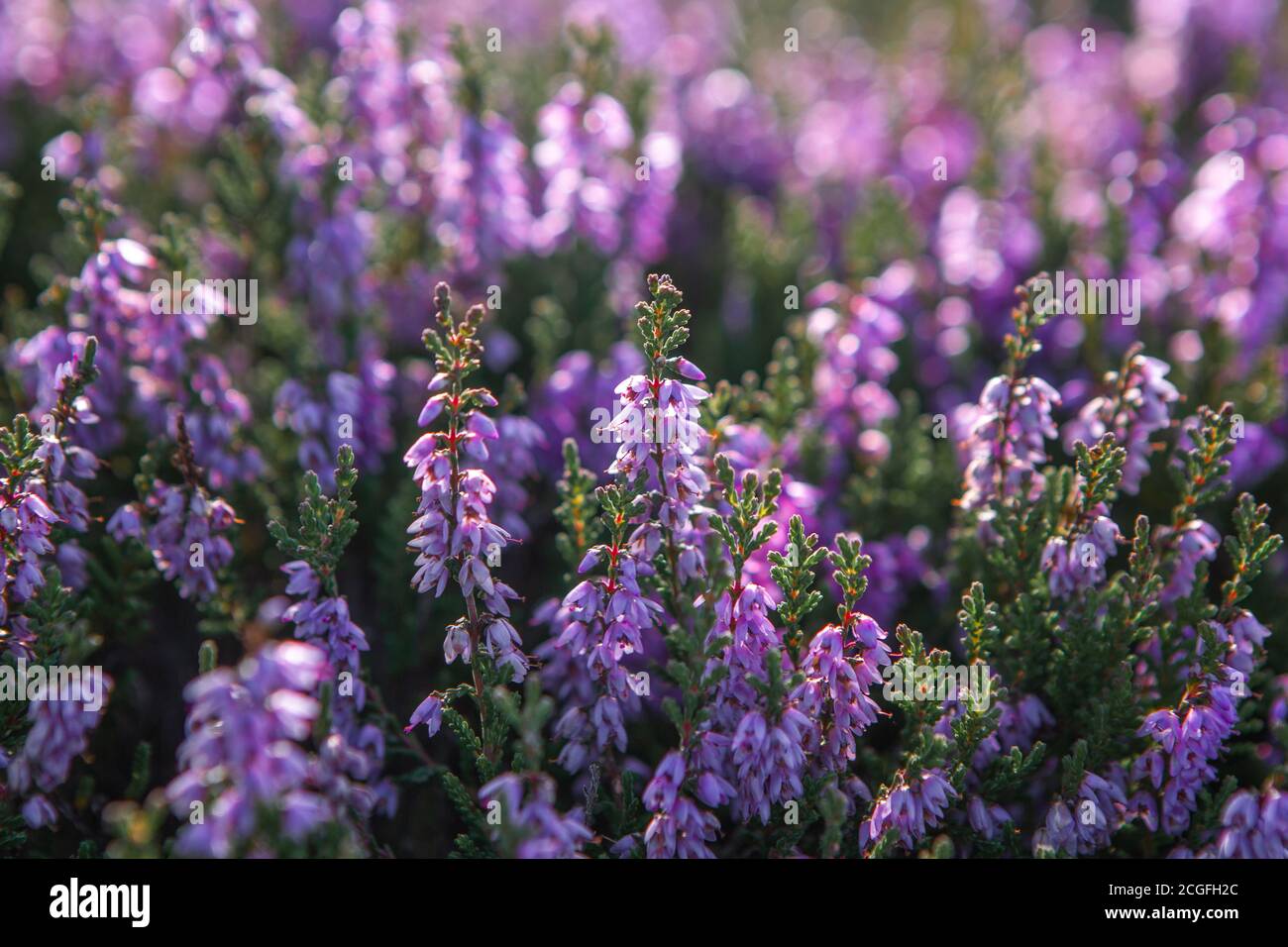 Heather plant closeup detail of blossom on Haworth Moor Stock Photo - Alamy