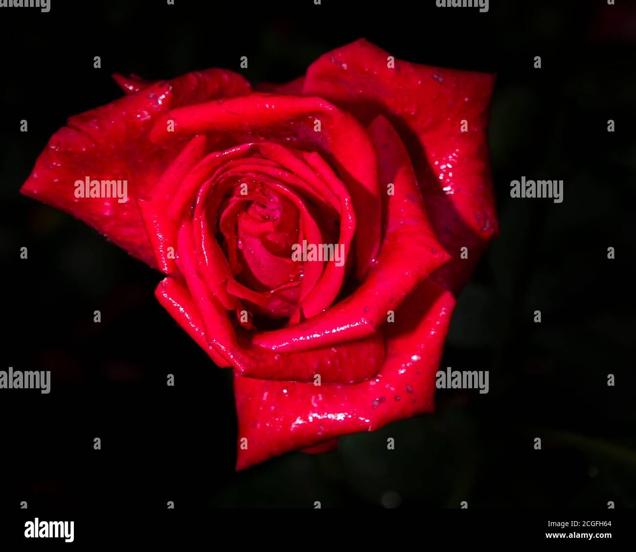 Beautiful close up of a red rose flower head. Dark, almost black ...