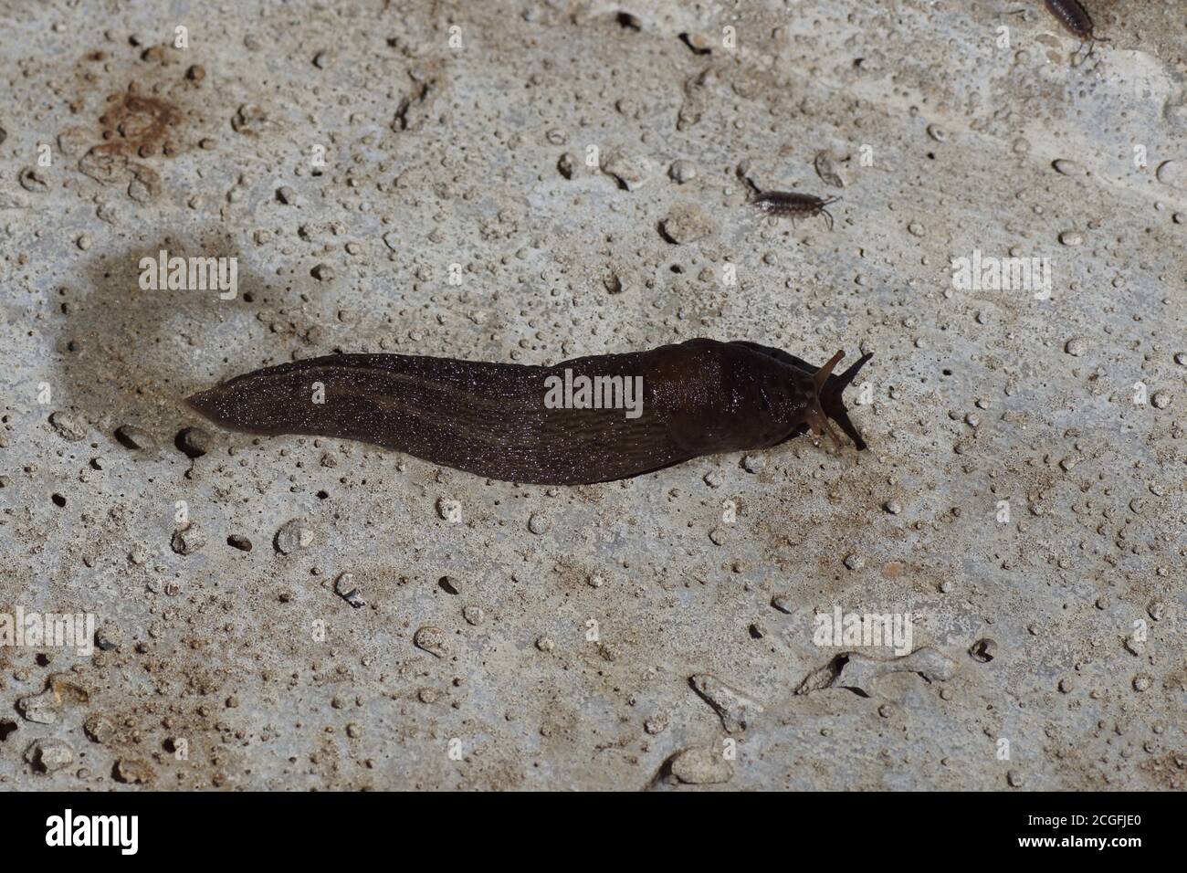 Great gray slug, leopard slug (Limax maximus), family Limacidae ...