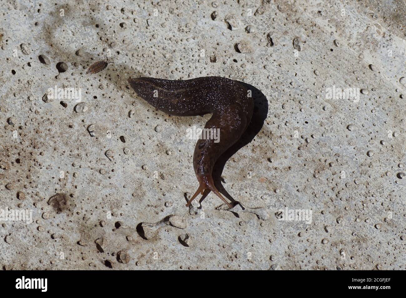 Great gray slug, leopard slug (Limax maximus), family Limacidae ...