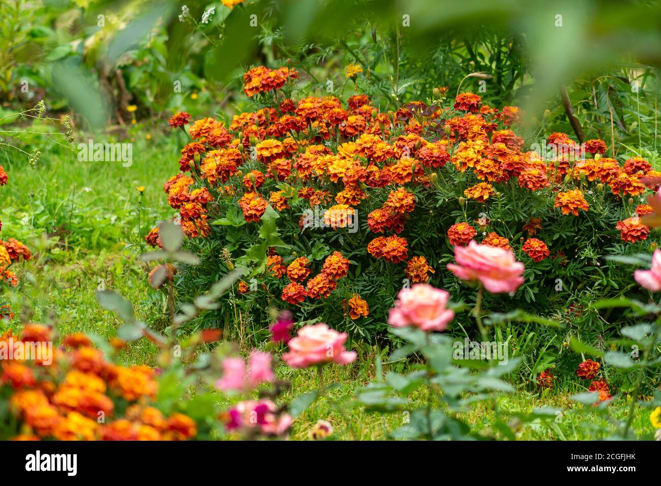 Marigolds (Tagetes erecta, Mexican marigold, Aztec marigold, African ...