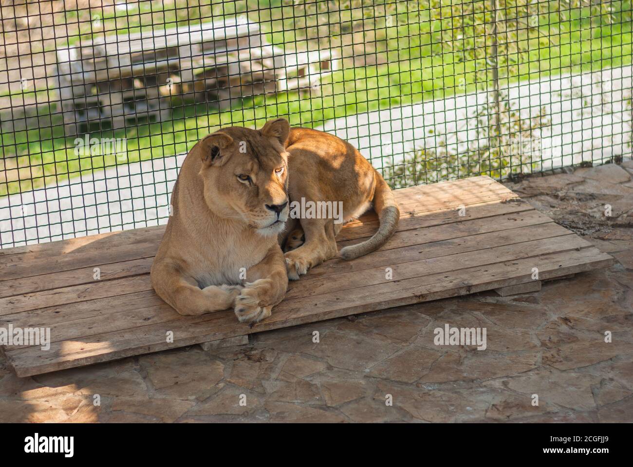 Lion Inside Cage High Resolution Stock Photography and Images - Alamy