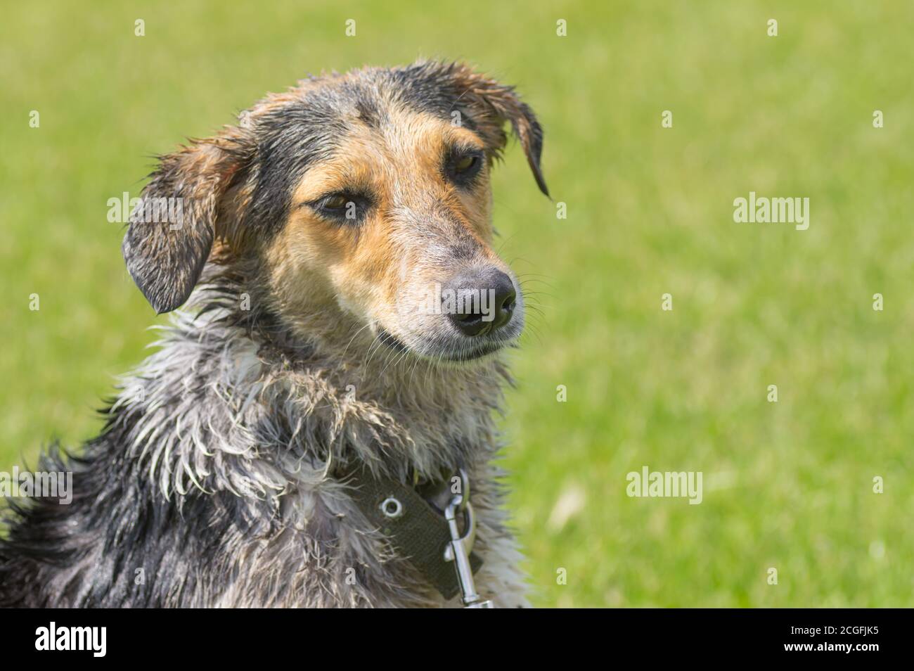 Outdoor portrait of sad wet cross breed of hunting dog against green ...