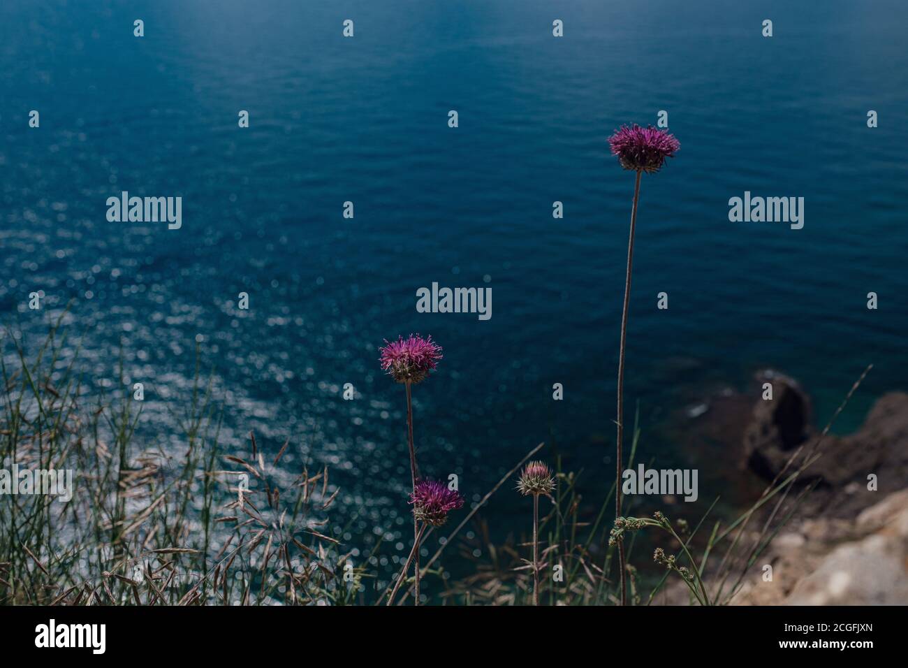 wild flowers on a cliff above the sea on a sunny summer day Stock Photo ...