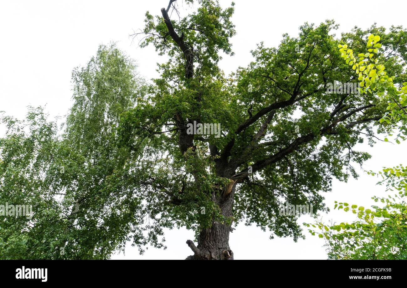 a large old oak tree, beautiful, background Stock Photo - Alamy