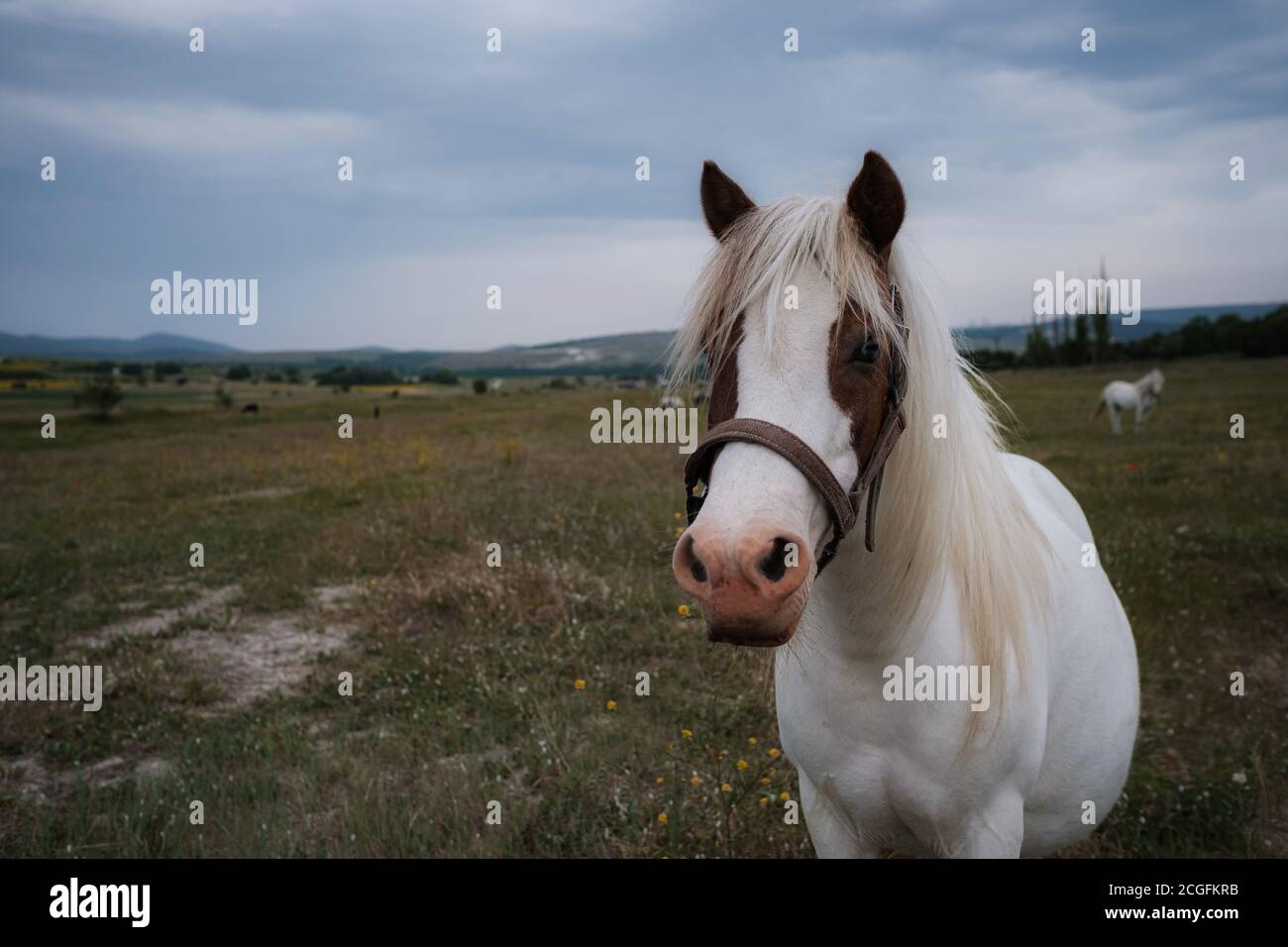 Beautiful white pony on the field in the village. Cloudy weather, calm ...