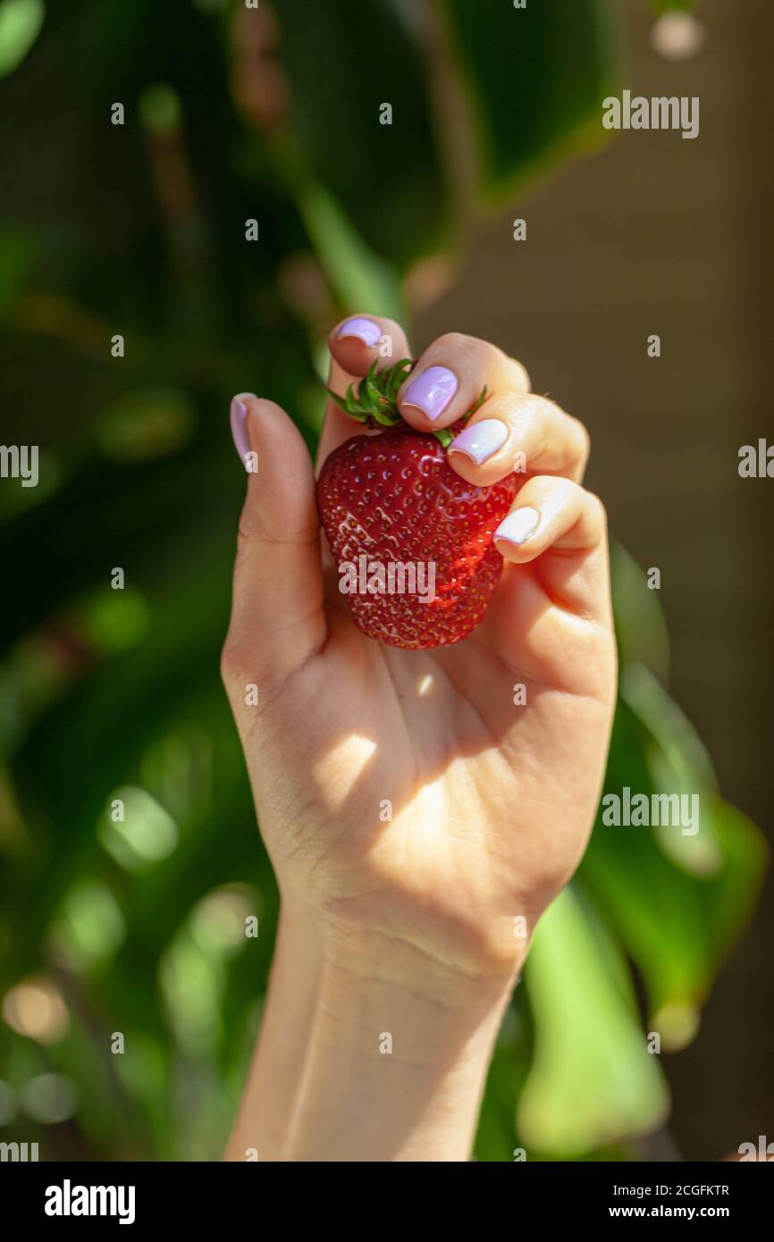 Beautiful large red strawberry in a hand Stock Photo - Alamy