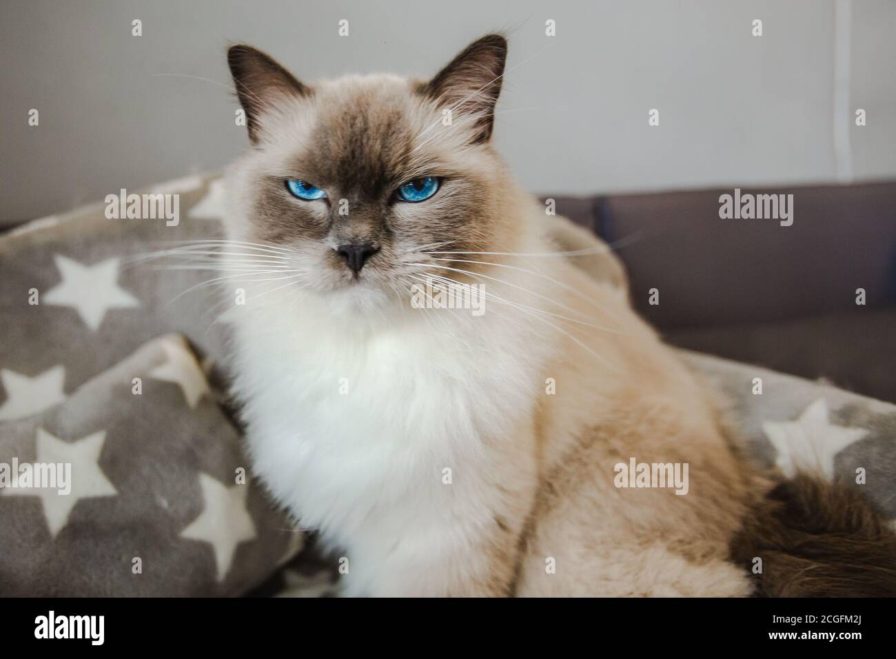 Gato ragdoll hi-res stock photography and images - Alamy