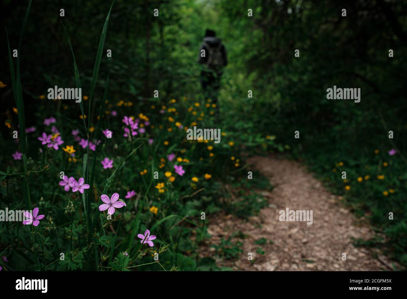 Trail in a forest with violets all around , relax in a natural park ...