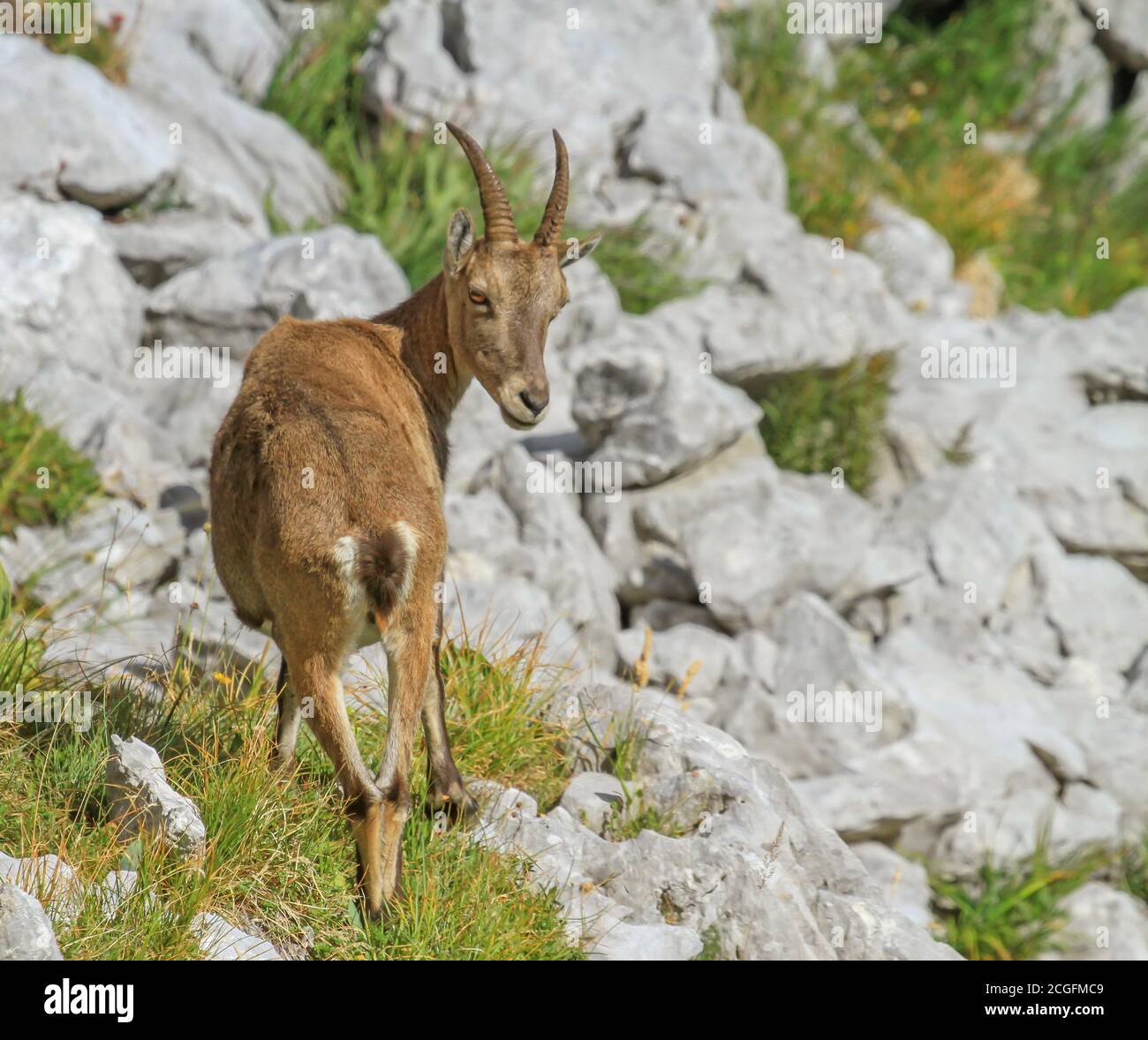 Female wild alpine, capra ibex, or steinbock Stock Photo - Alamy