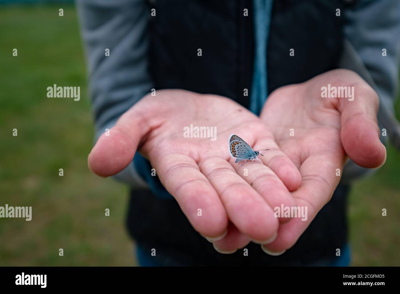 Butterfly sits on a woman hand. Blue, fragile butterfly wings on woman ...