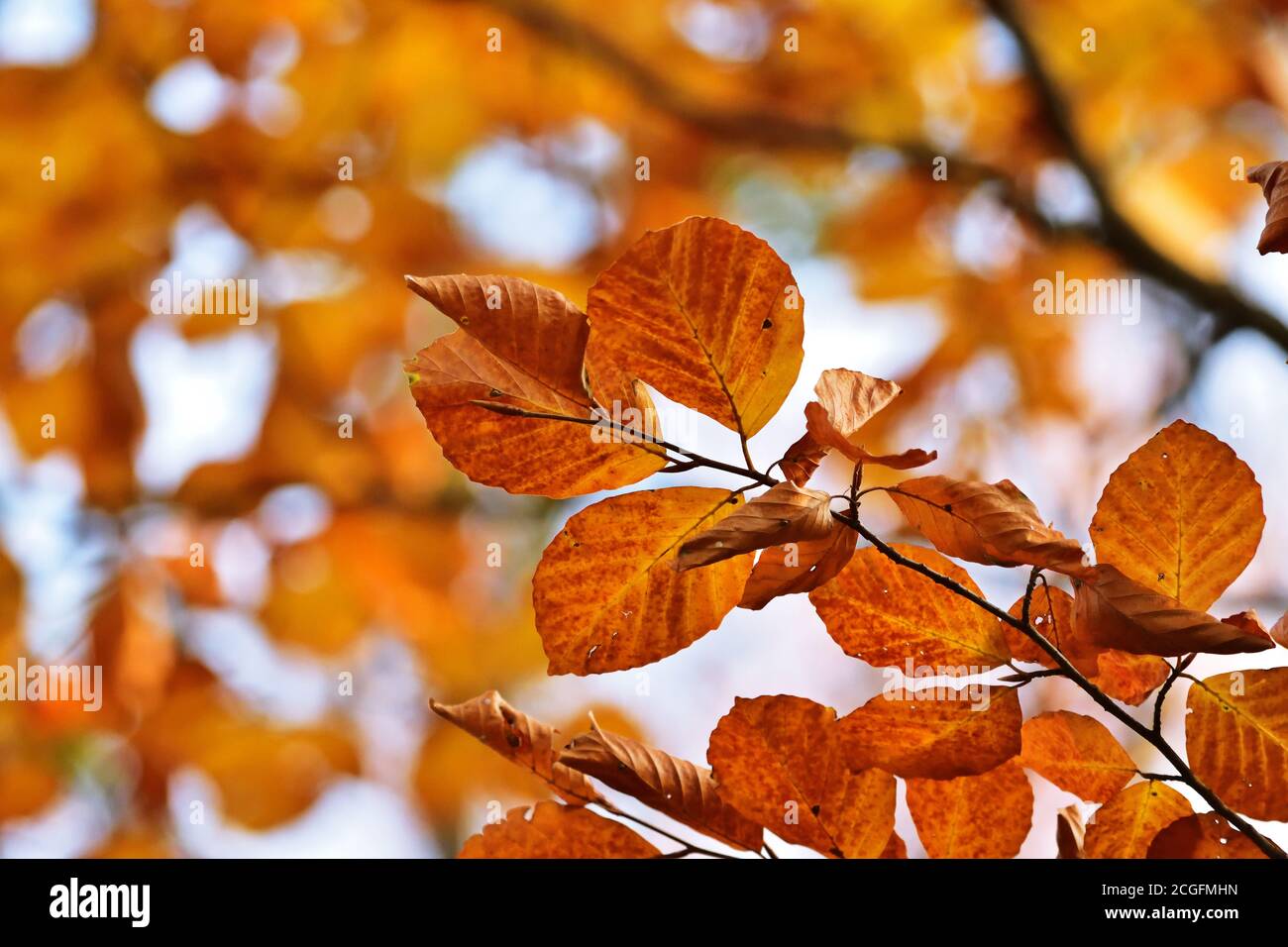 Copper forest hi-res stock photography and images - Alamy